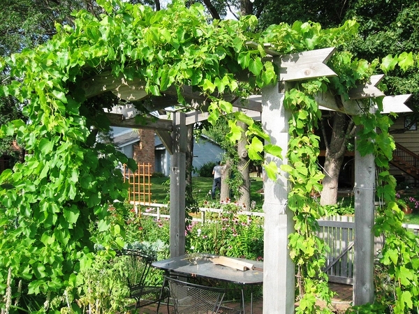 21 Best Patio Grape Arbor Decor Ideas